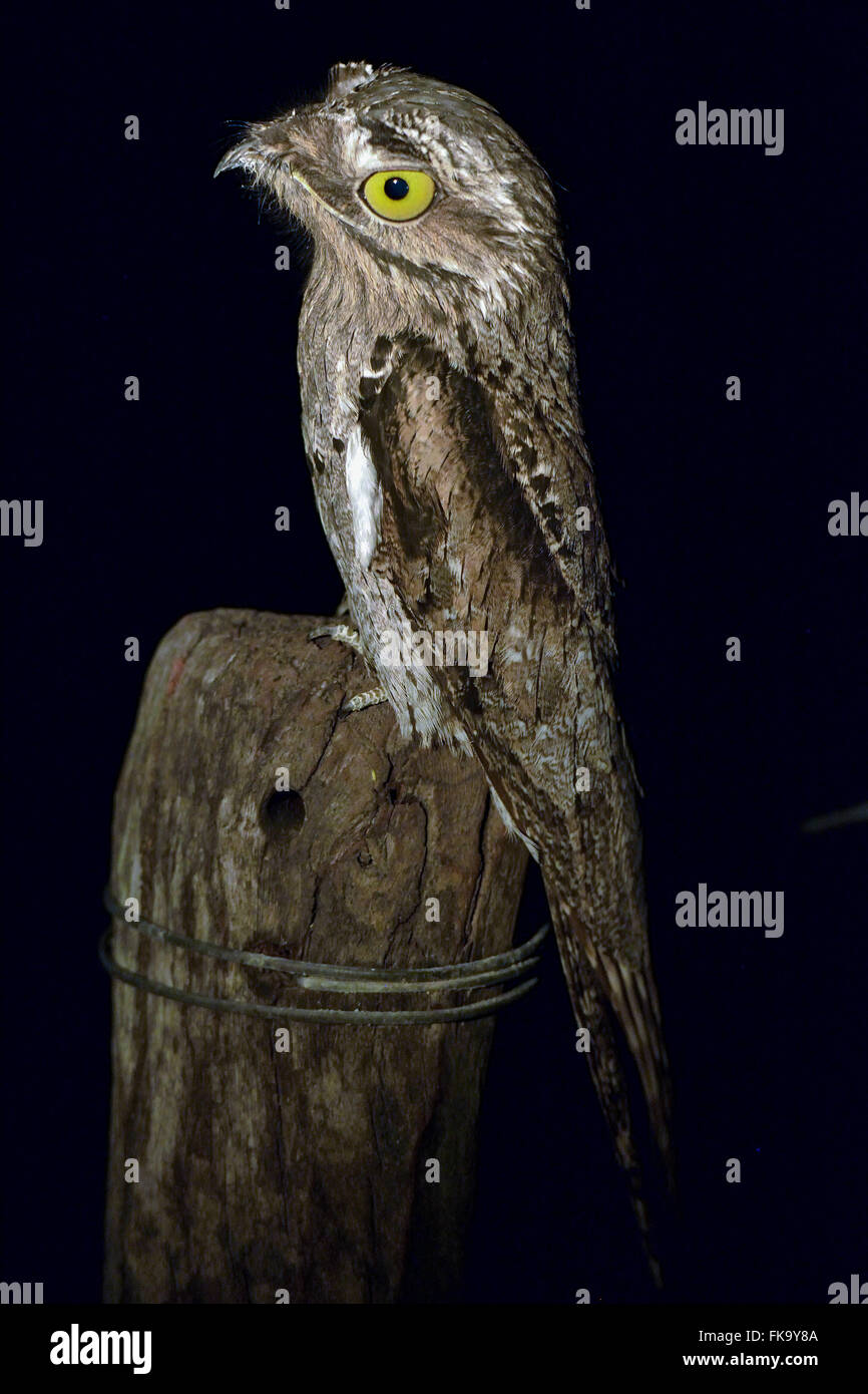 Urutau hi-res stock photography and images - Alamy