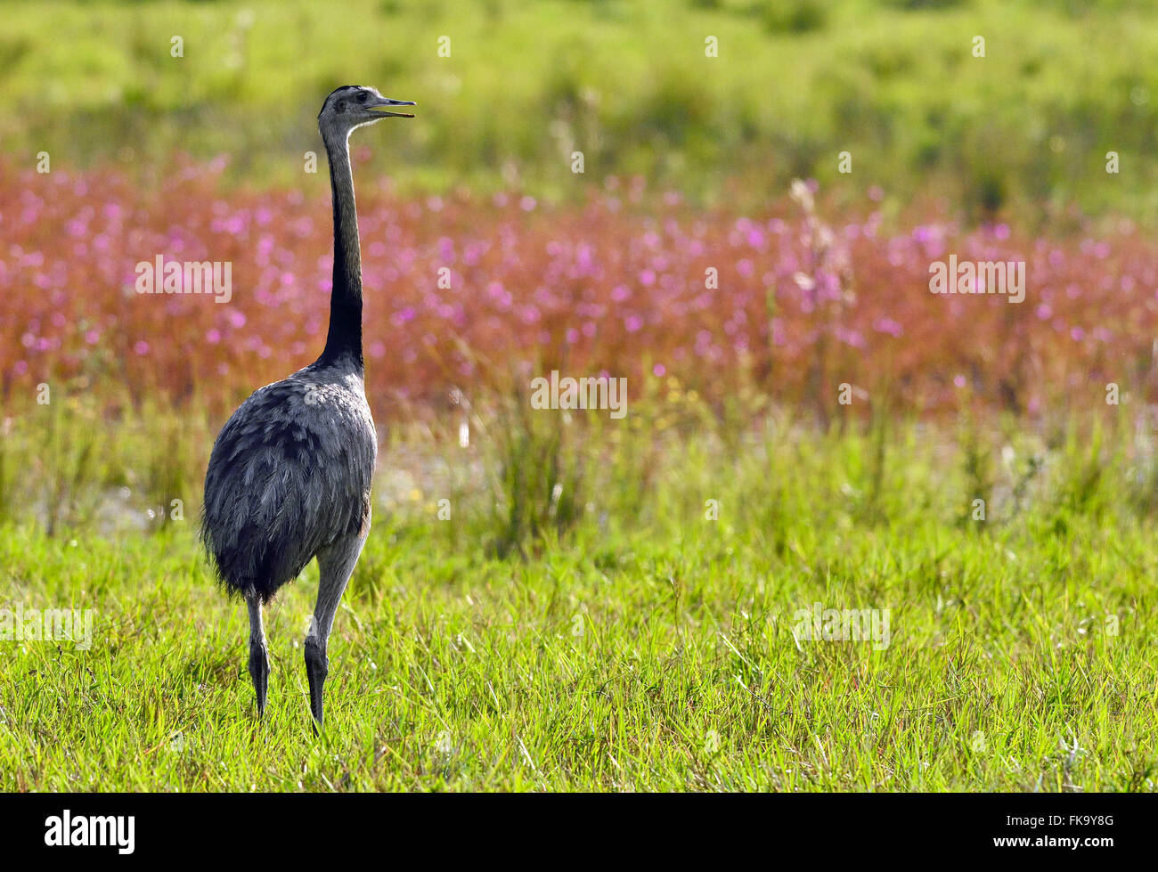 Ema in the Pantanal South Stock Photo - Alamy
