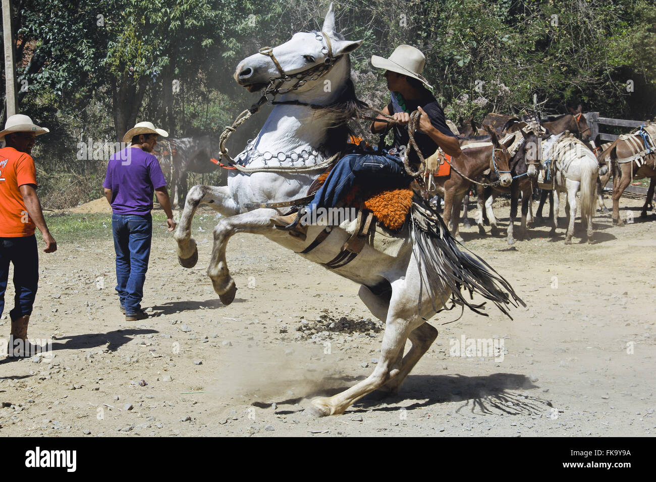 National Party Drover Stock Photo - Alamy