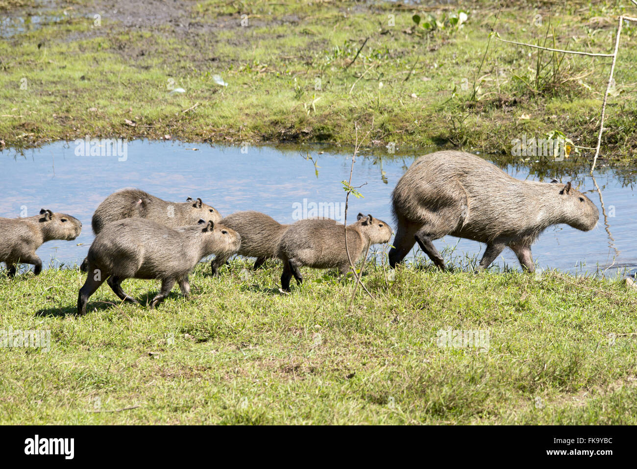 Capivaras High Resolution Stock Photography and Images - Alamy