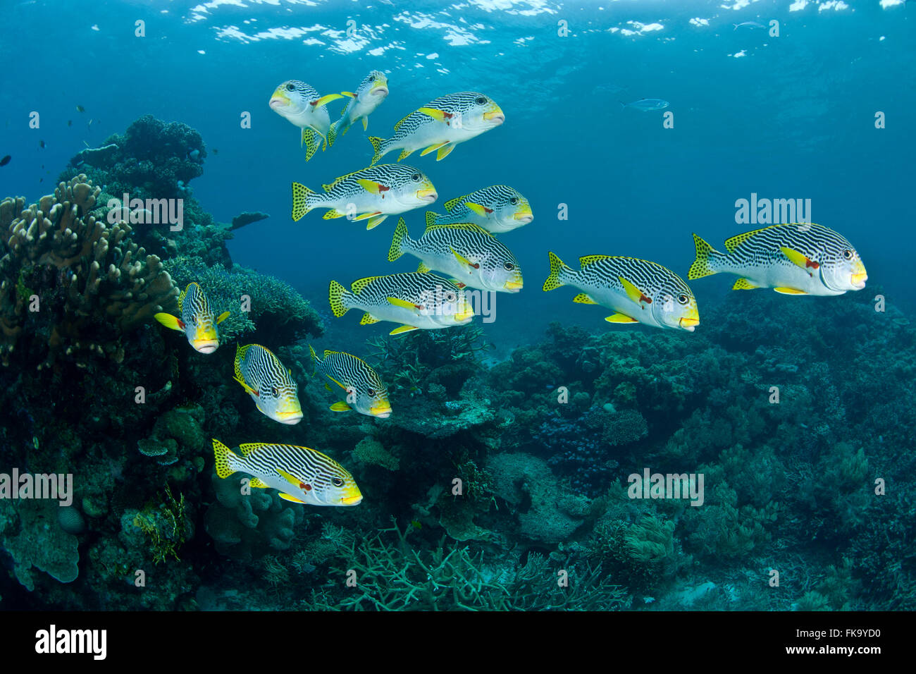 Lined sweetlips {Plectorhynchus lineatus} Ribbon Reefs, Great Barrier ...