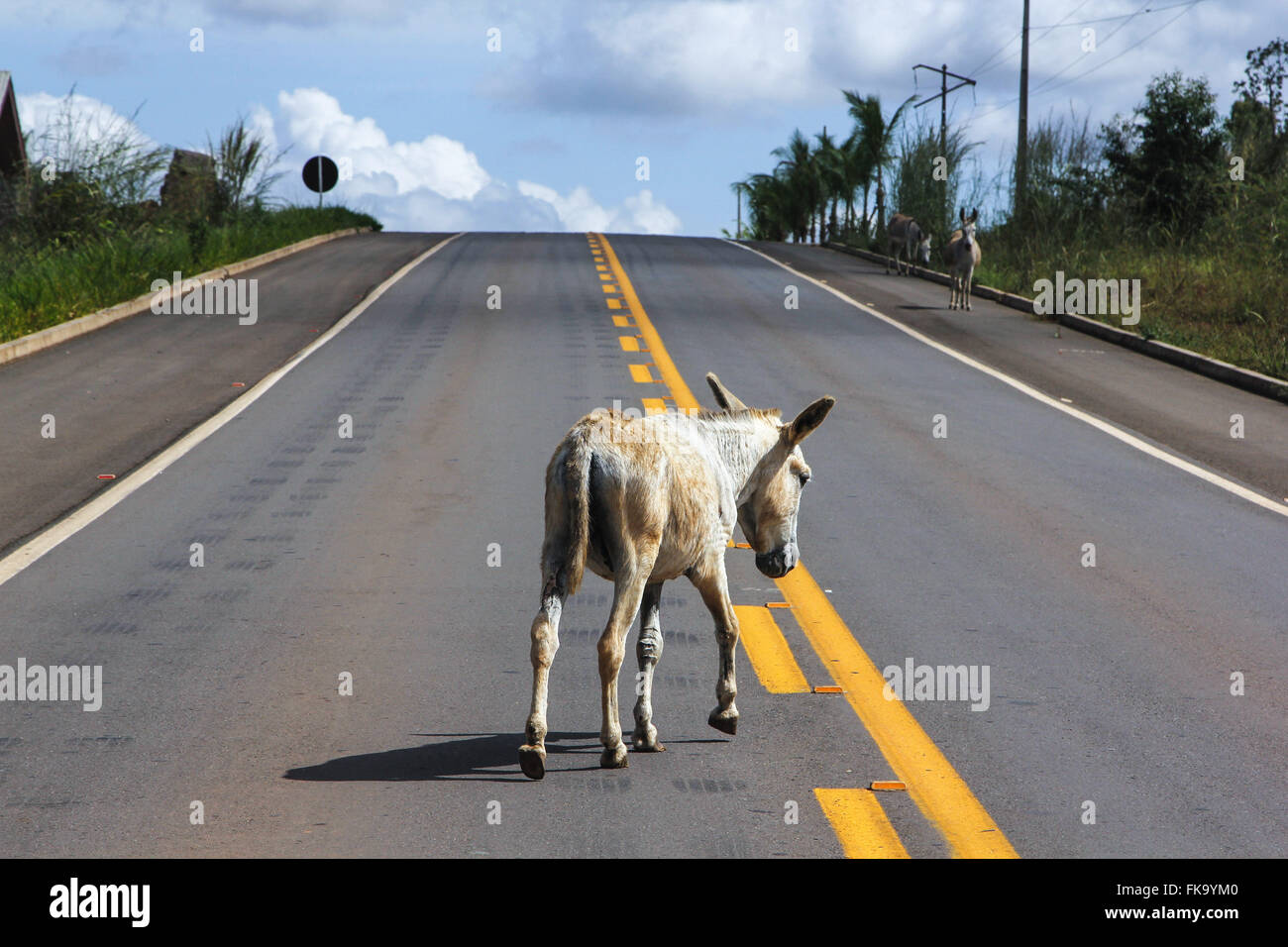 Abandoned donkey wandering through the BR-230 Stock Photo - Alamy