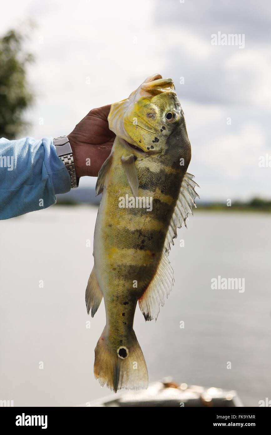 Fisherman showing Tucunare - sport fishing in Lake Tocantins Stock ...