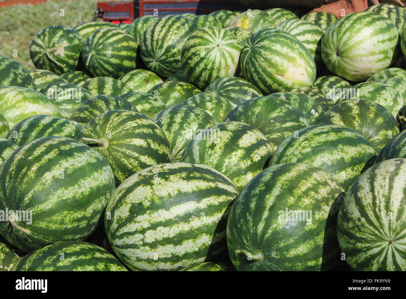 Watermelons harvested in bucket truck in the countryside Stock Photo ...