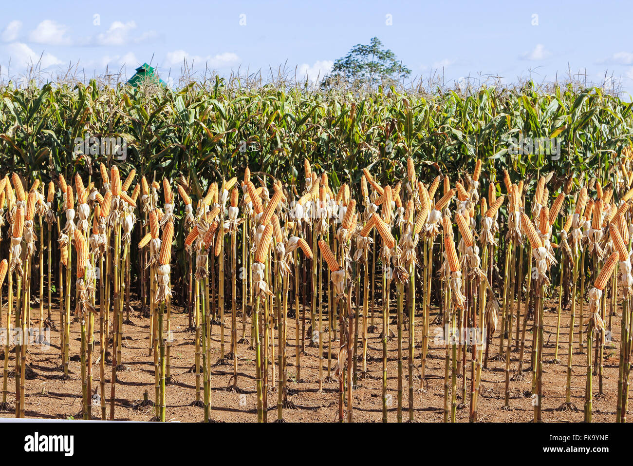 Maize seeds hi-res stock photography and images - Alamy