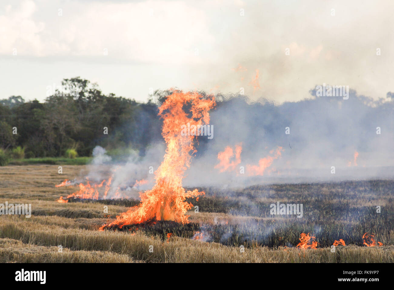 Burned for planting soybeans in rural Stock Photo - Alamy