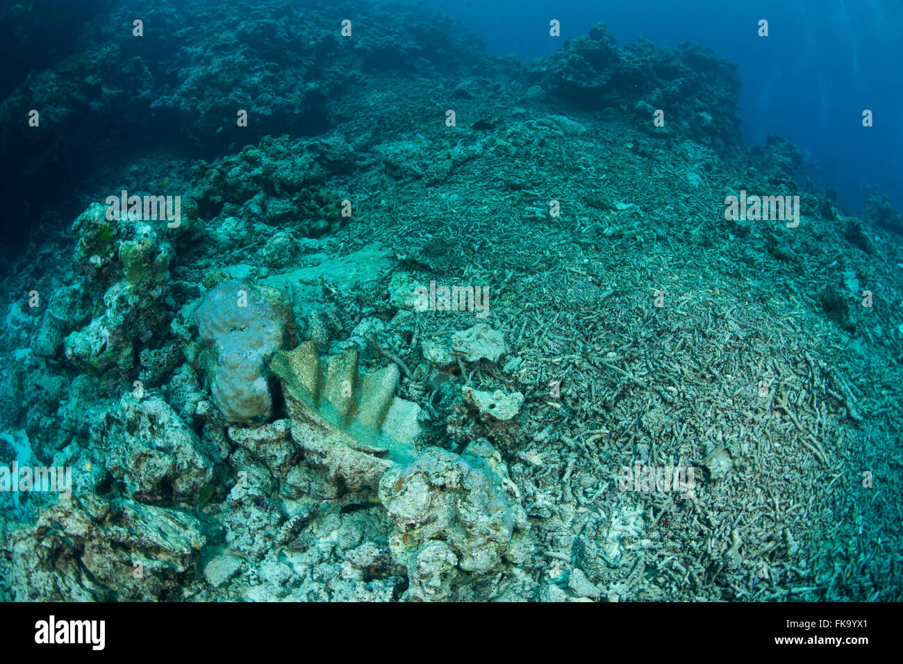Destroyed coral reef after tropical cyclone. Ribbon Reefs, GBR ...