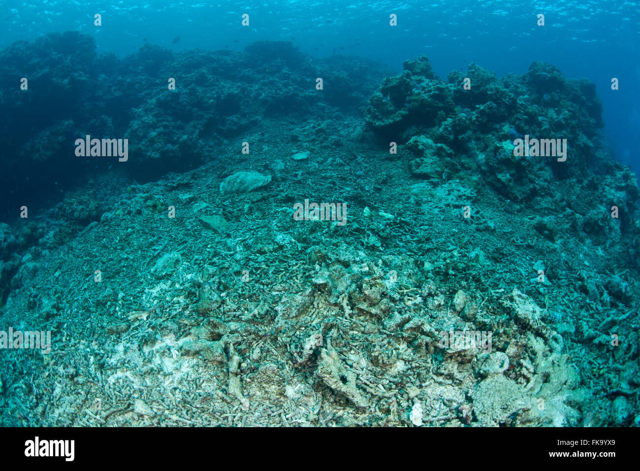 Destroyed coral reef after tropical cyclone. Ribbon Reefs, GBR ...