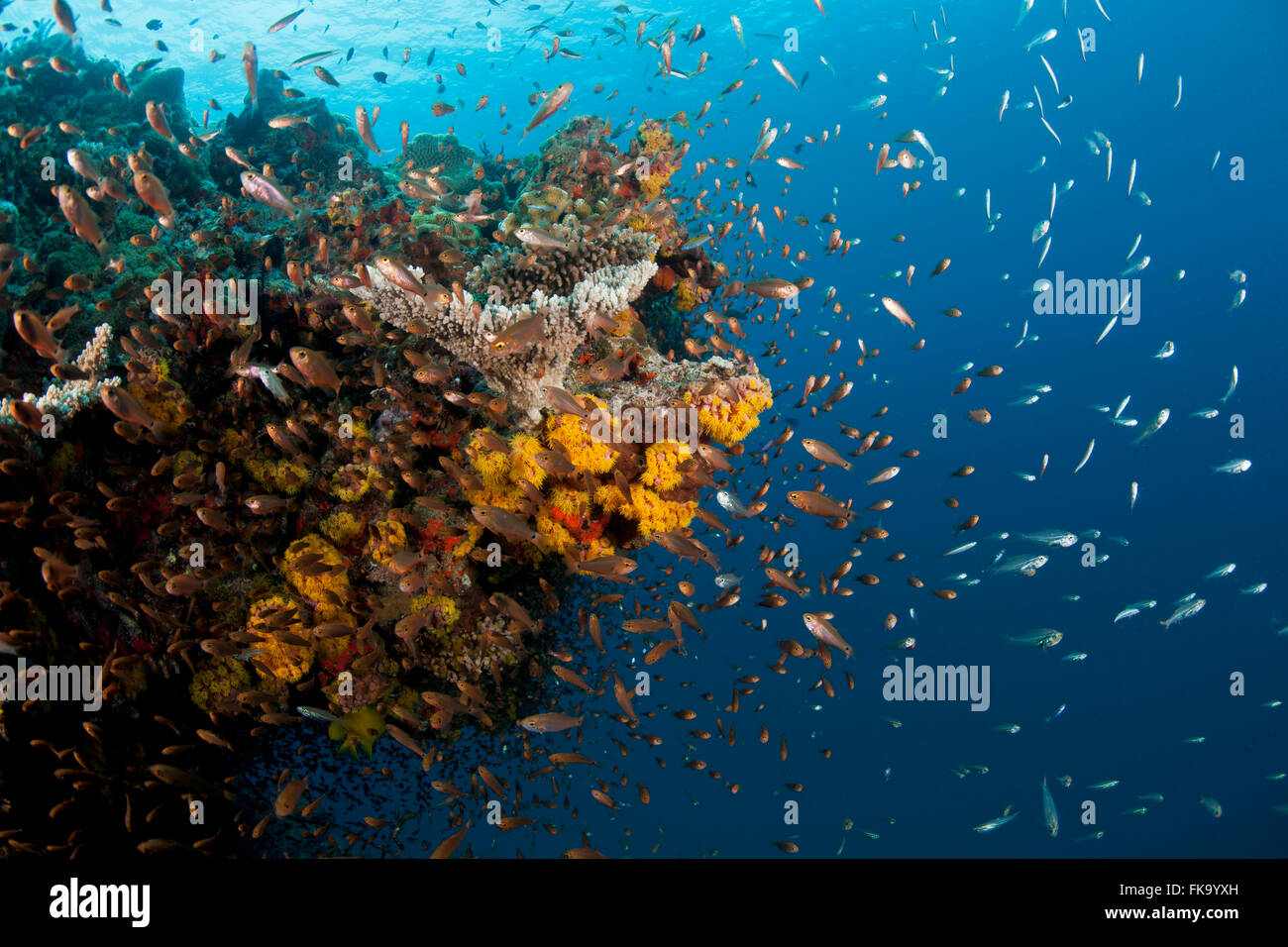 Cloud of glassy sweepers and anthias on coral bommie in the Great ...