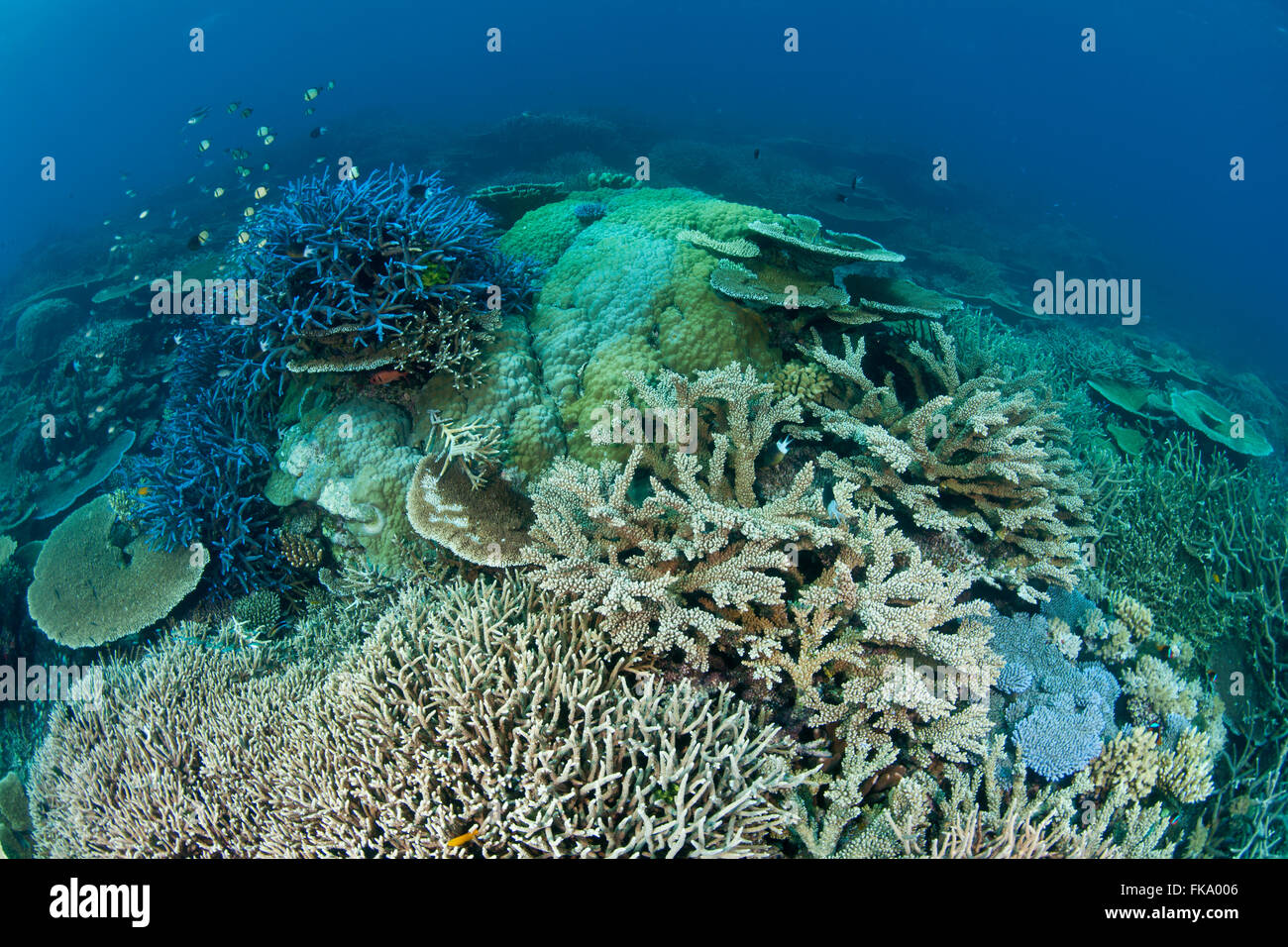 Staghorn coral reef hi-res stock photography and images - Alamy