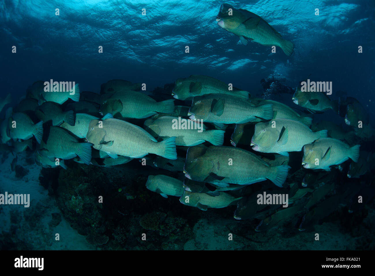 Bump head fish hi-res stock photography and images - Alamy