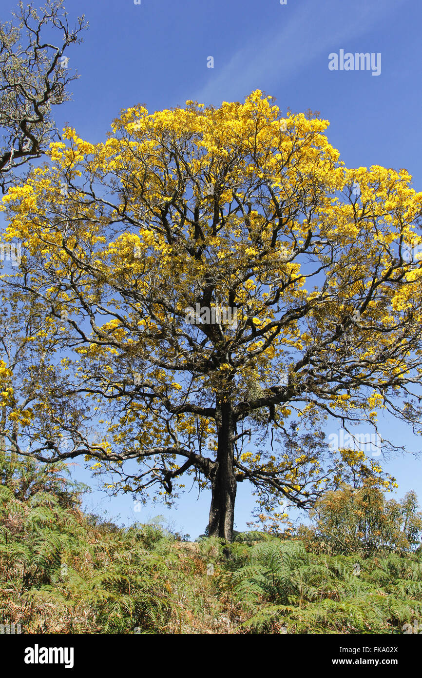 Yellow ipe tree hi-res stock photography and images - Alamy