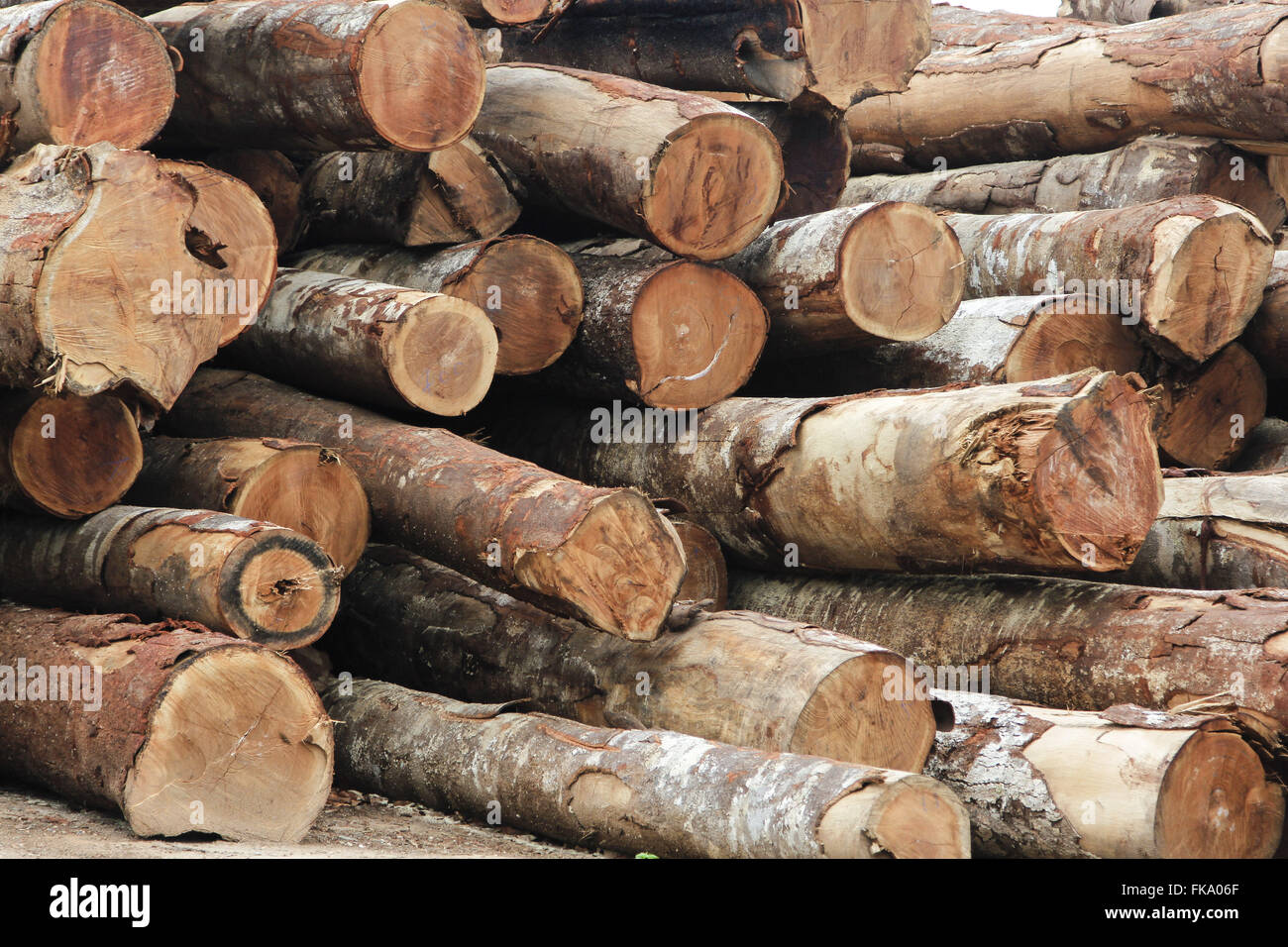 Detail of logs in timber Stock Photo - Alamy