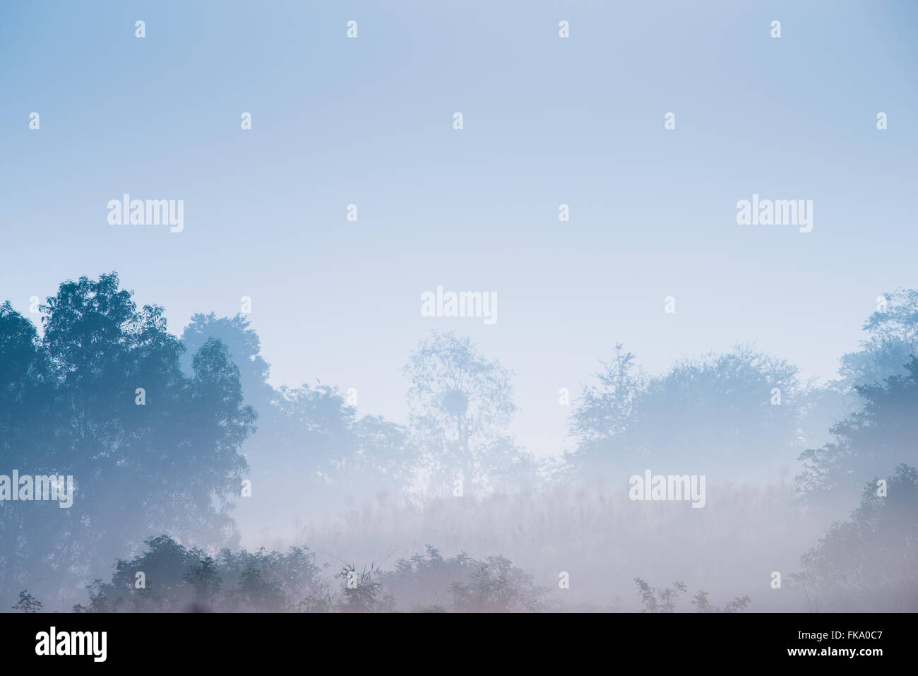 Plant rain forest hi-res stock photography and images - Alamy