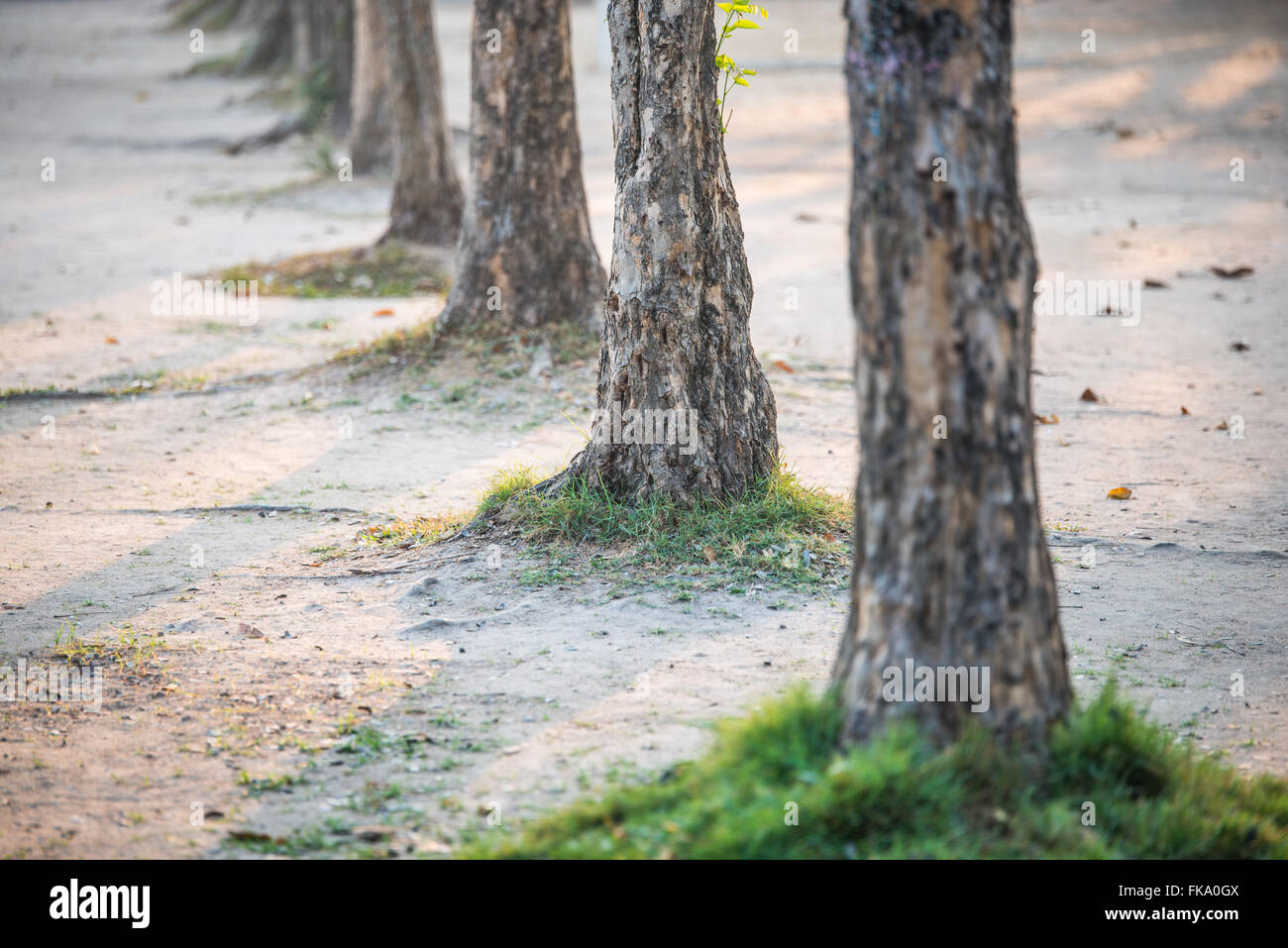row of tree in the morning Stock Photo - Alamy