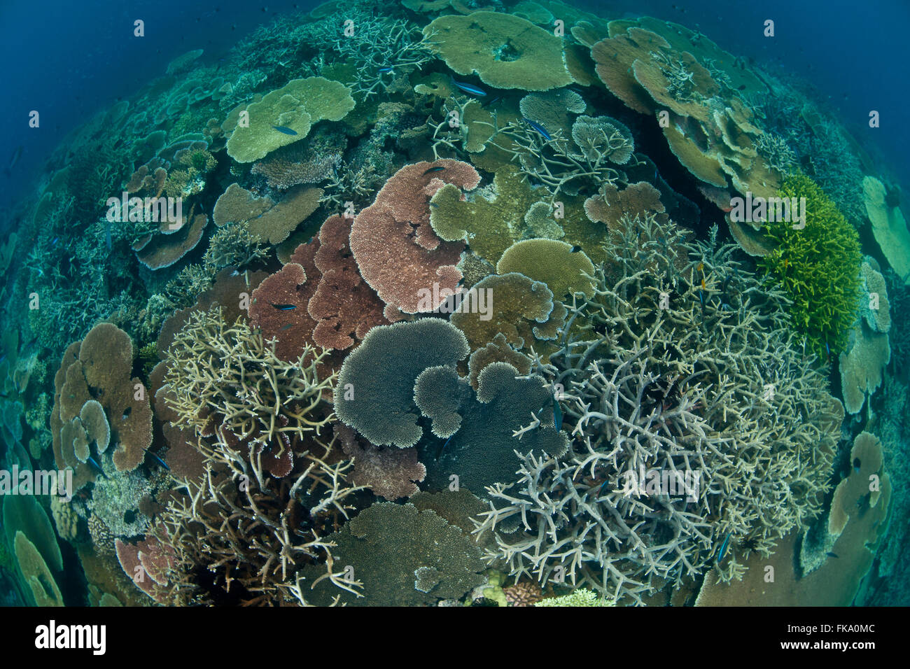 Acropora table and staghorn coral reef, GBR, Australia Stock Photo - Alamy