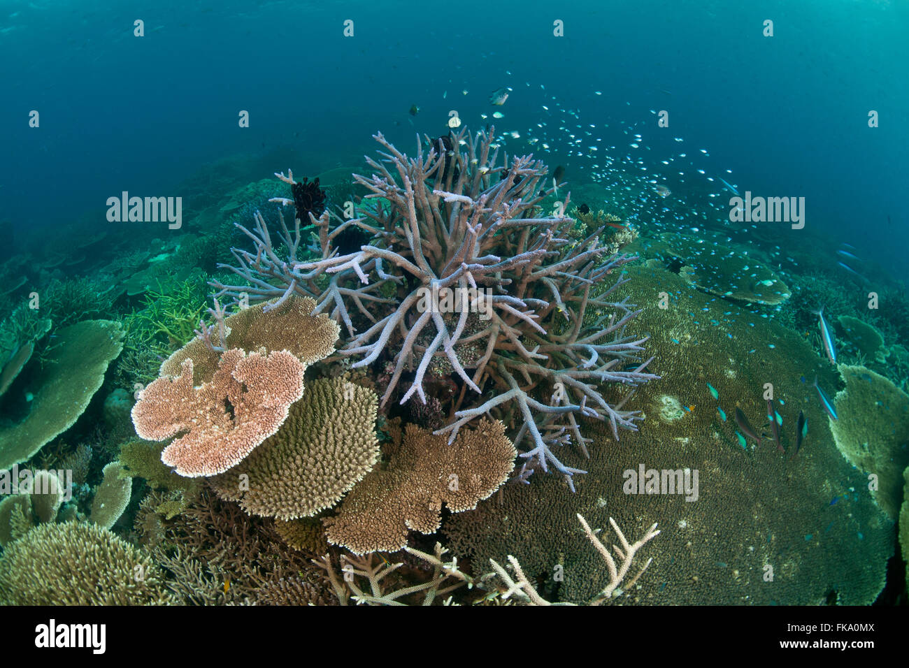 Acropora table and staghorn coral reef, GBR, Australia Stock Photo - Alamy