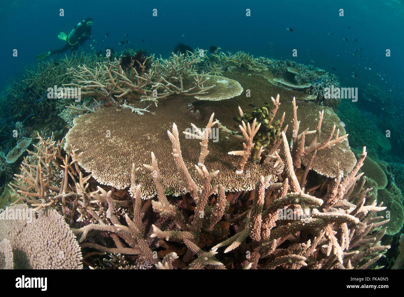 Acropora table and staghorn coral reef, GBR, Australia Stock Photo - Alamy