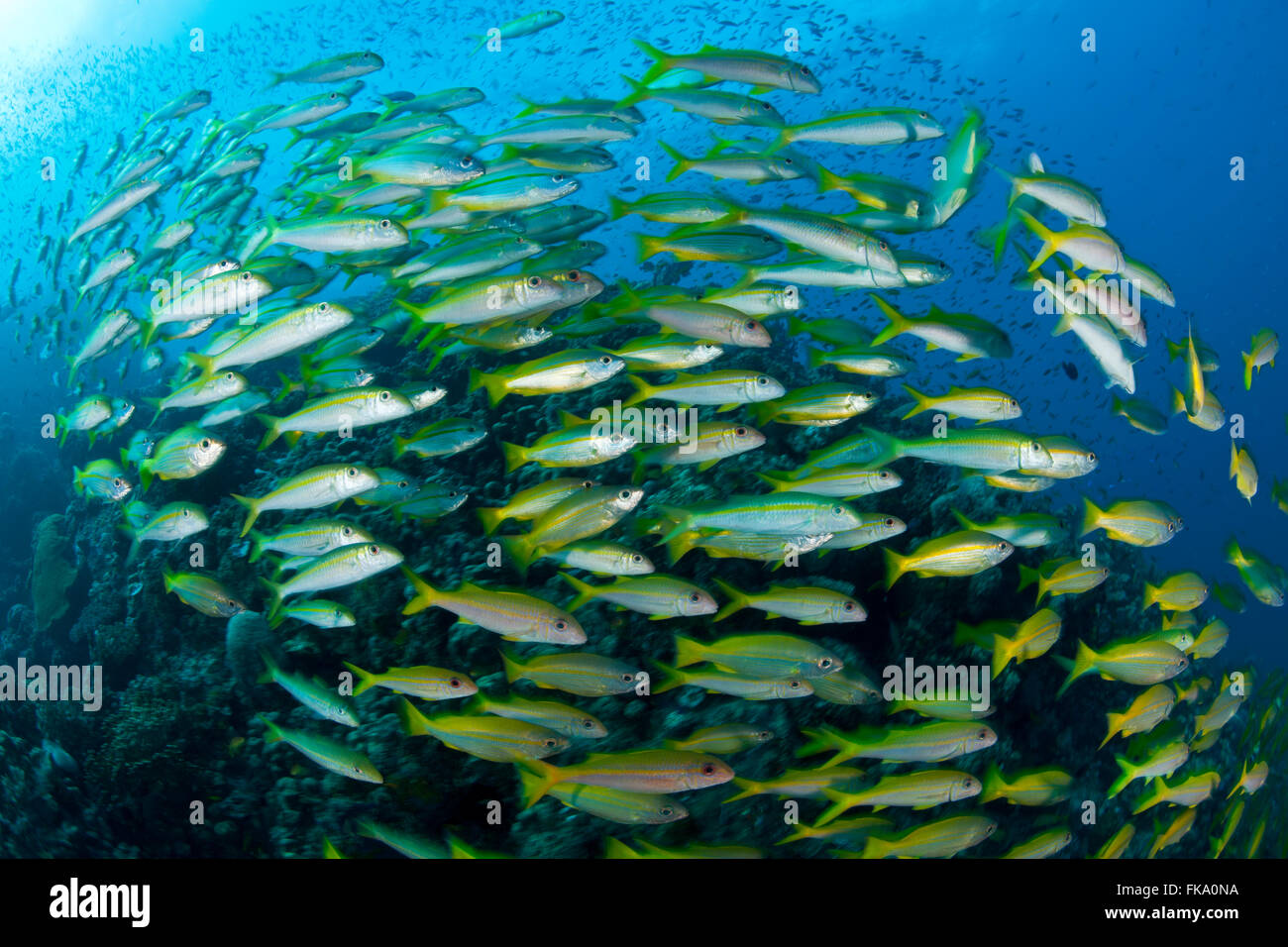 A school of Bigeye snapper {Lutjanus lutjanus}, mixed with Yellowfin ...