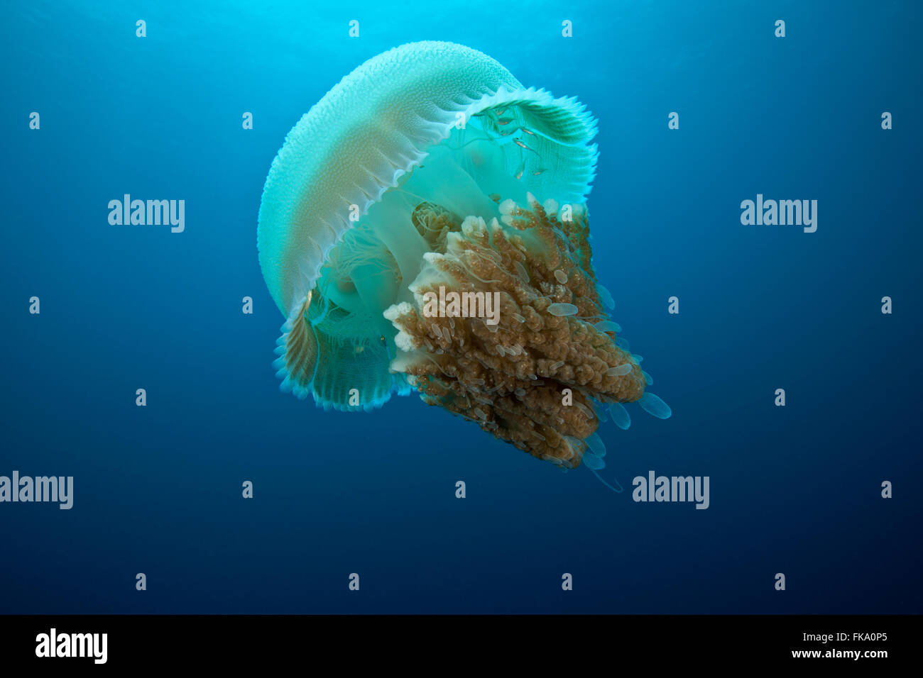 Large jellyfish which hosts juvelile mackerels. Rhizostomae Stock Photo ...