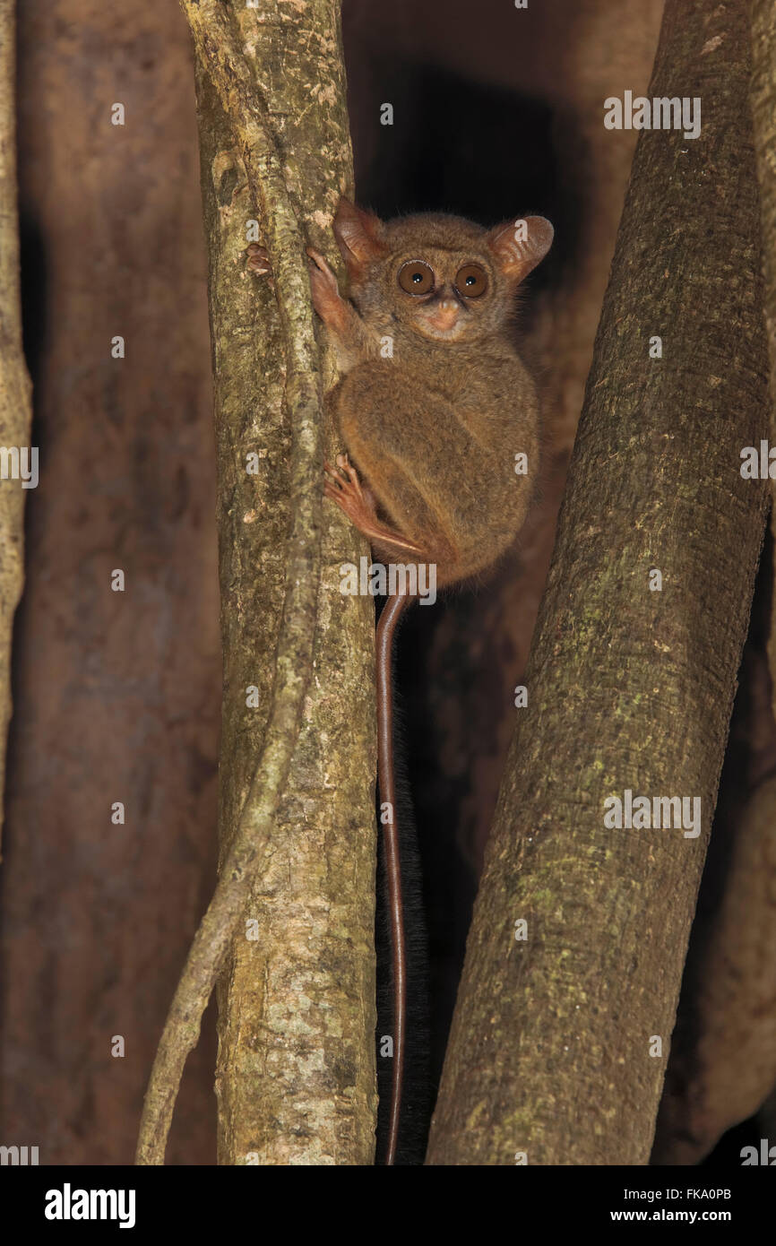 Sleeping tarsier hi-res stock photography and images - Alamy