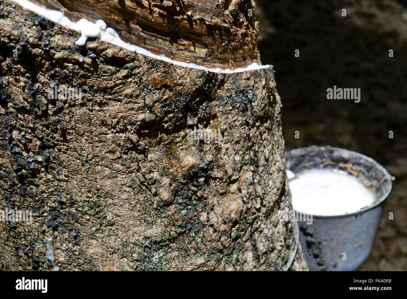 Latex extraction hi-res stock photography and images - Alamy