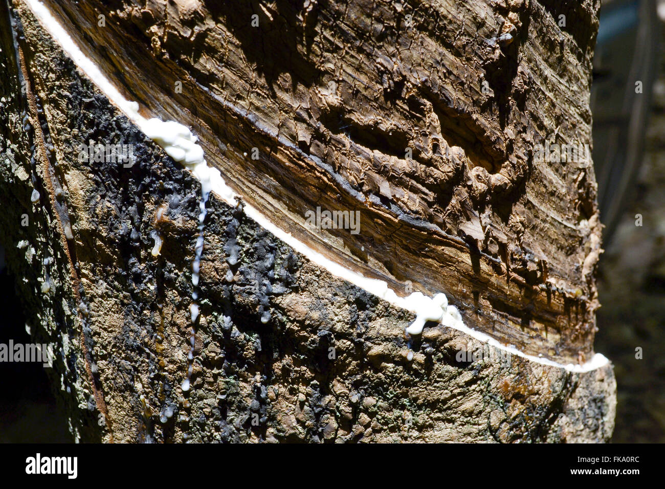 Latex extraction hi-res stock photography and images - Alamy