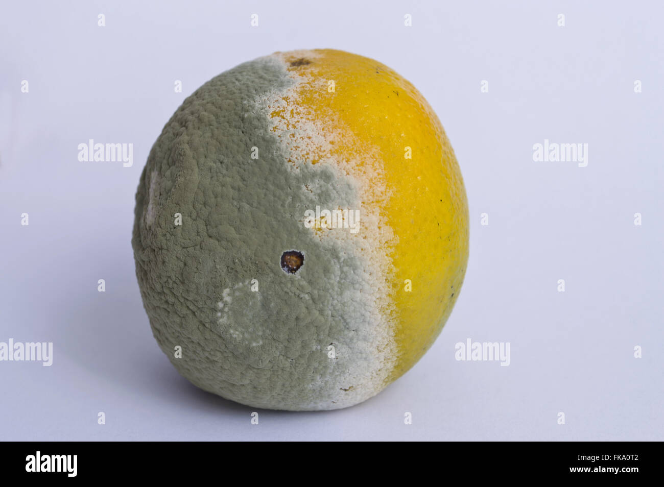 Mold hi-res stock photography and images - Alamy
