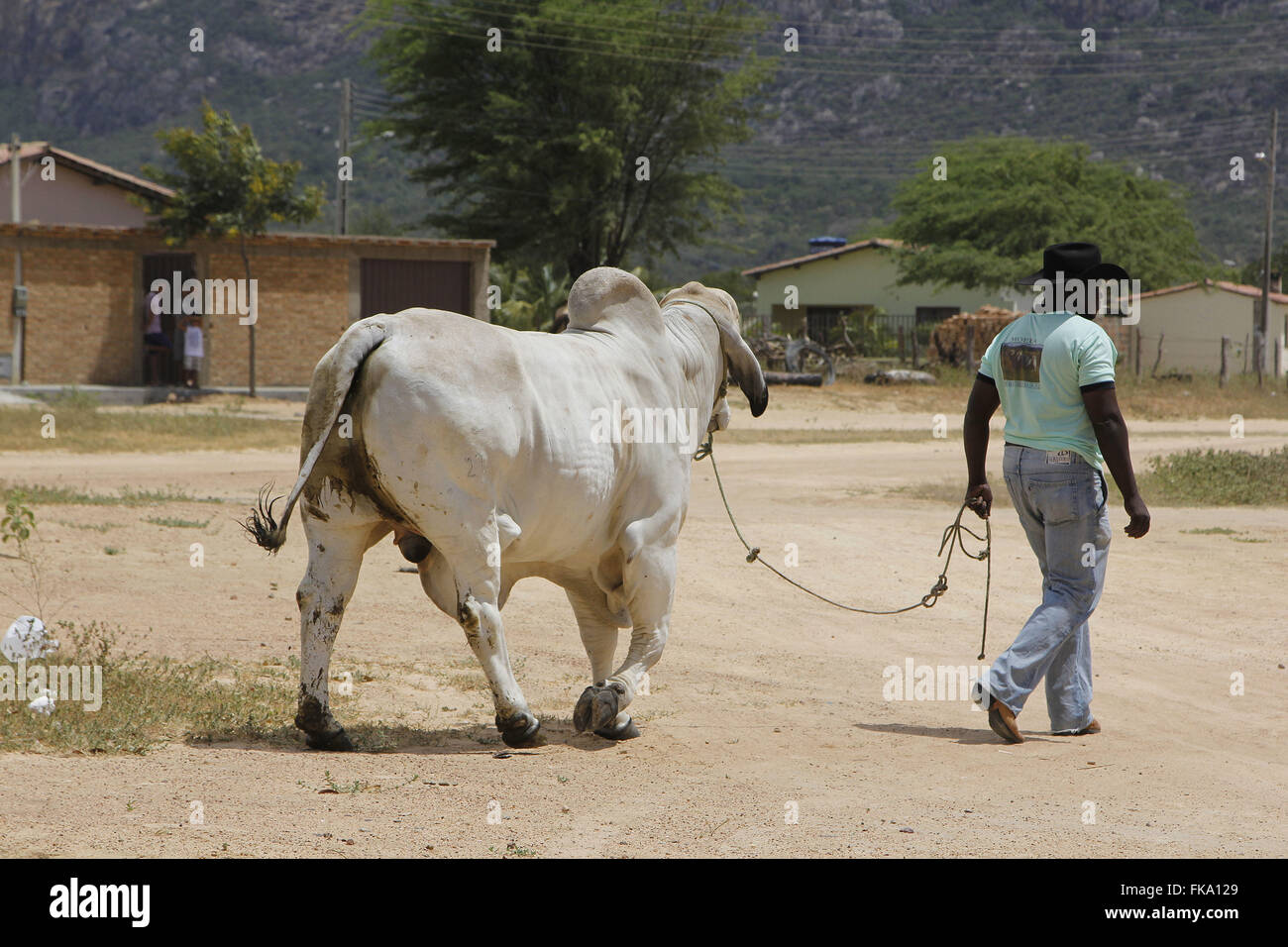 Cowboys leading cattle hi-res stock photography and images - Alamy