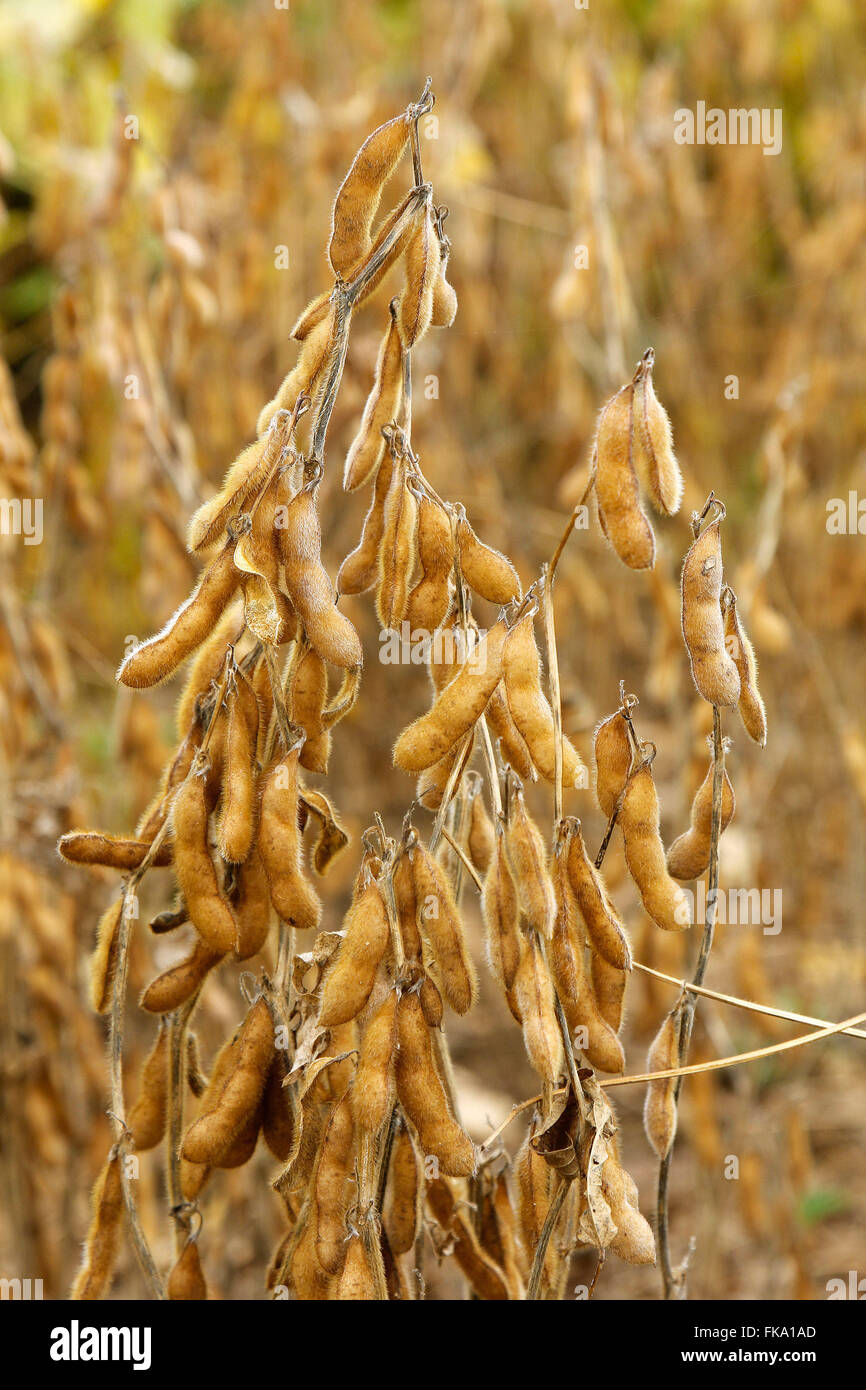 Detail of pods of soybean plantation Stock Photo - Alamy