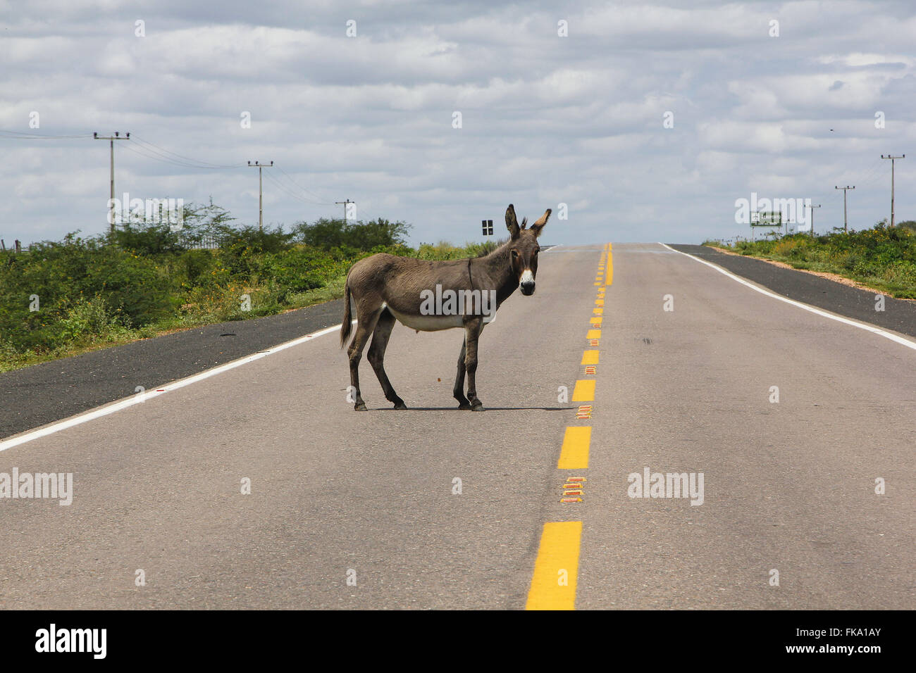 Donkey in the BR-407 Stock Photo - Alamy