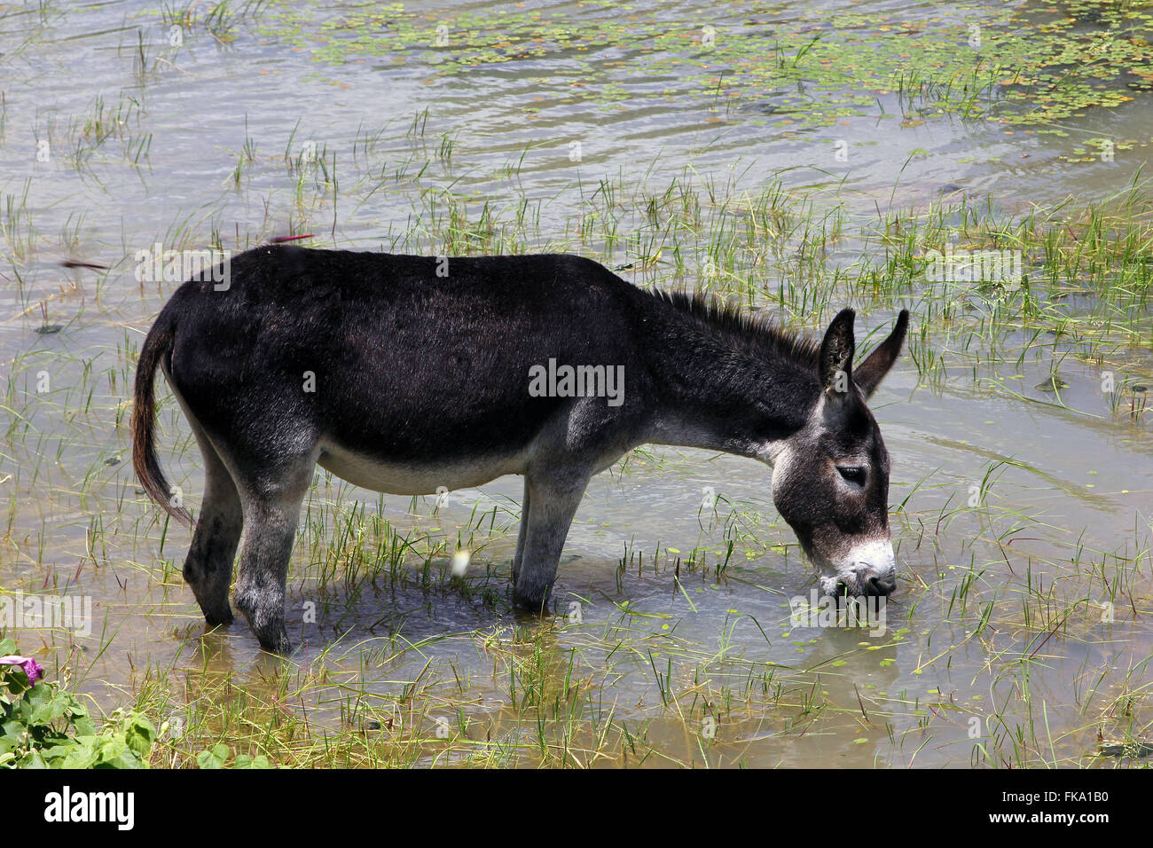 Donkey drinking water in Acude Stock Photo - Alamy