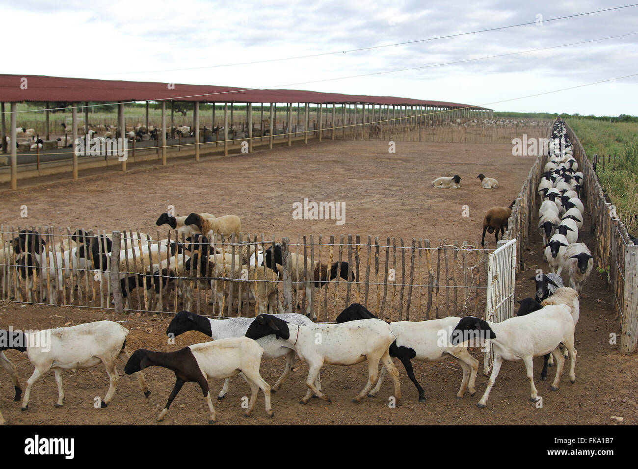 Sheep breeding farm Stock Photo - Alamy