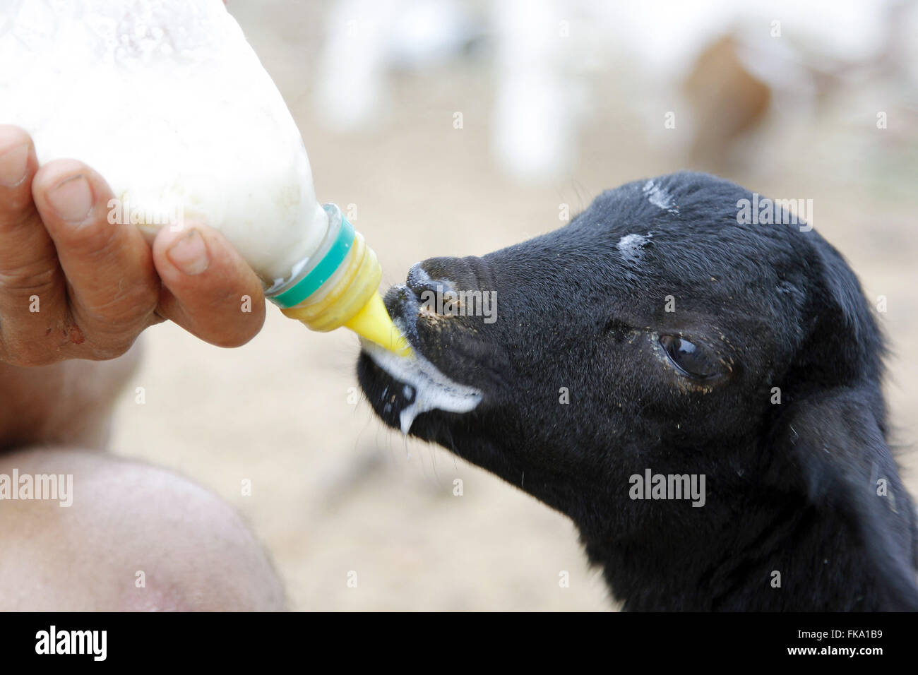 Bottle Feeding Cub High Resolution Stock Photography and Images - Alamy