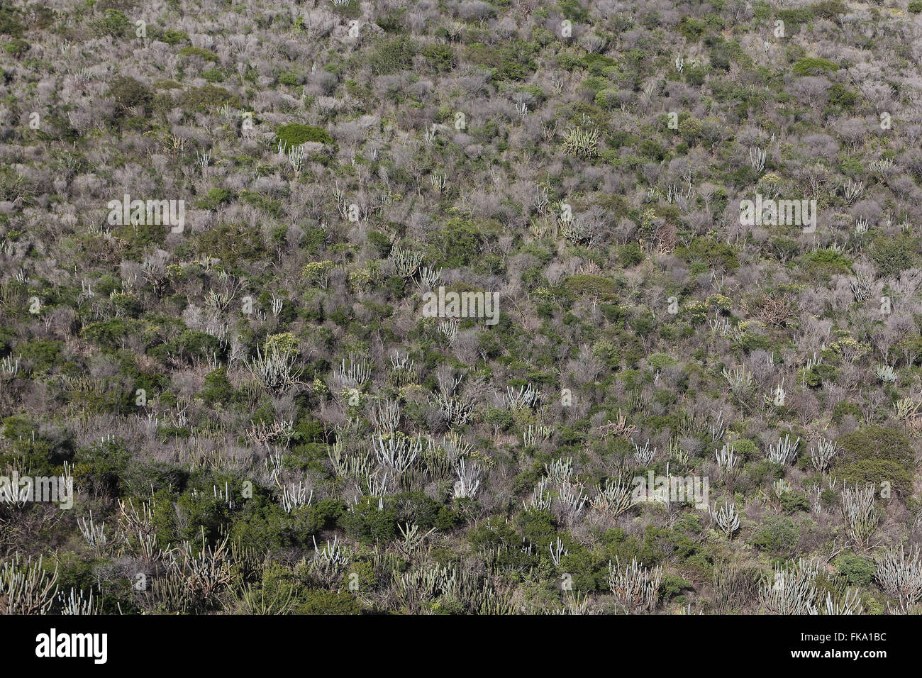 Caatinga brazil hi-res stock photography and images - Alamy
