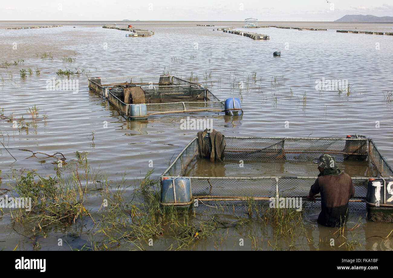 Workers drag tank network for fish on Lake Power Plant Sobradinho Stock ...