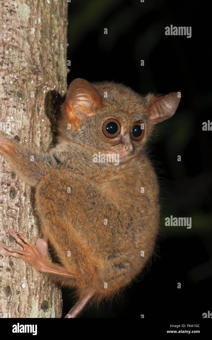 Spectral Tarsier