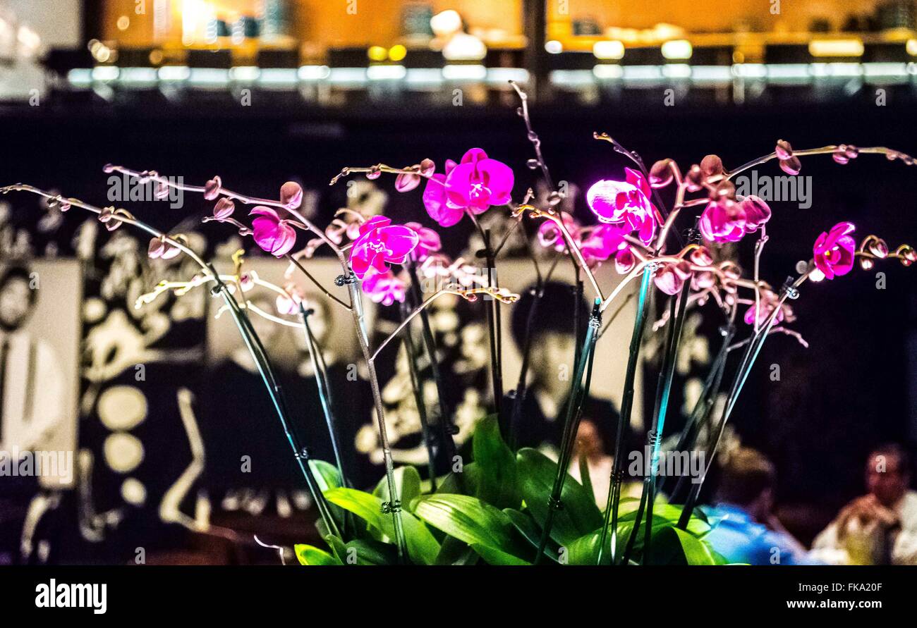 Orlando, FL, USA. 3rd Feb, 2016. Morimoto Asia is an amazing restaurant ...