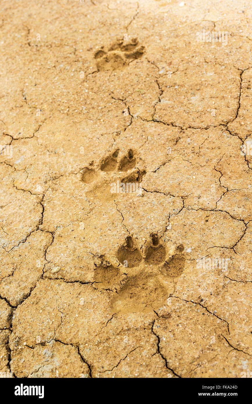 Dog paw on ground hi-res stock photography and images - Alamy