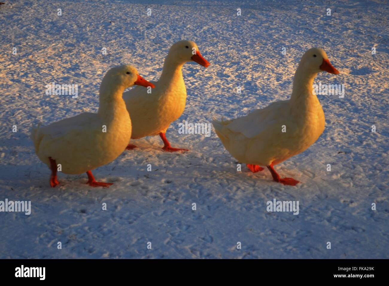White ducks walk hi-res stock photography and images - Alamy