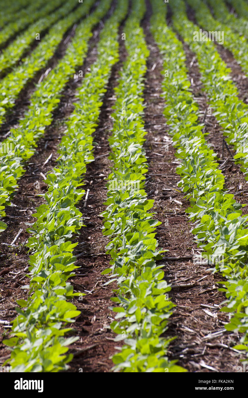 Soy plantation in a rural area of Rondonopolis Stock Photo - Alamy