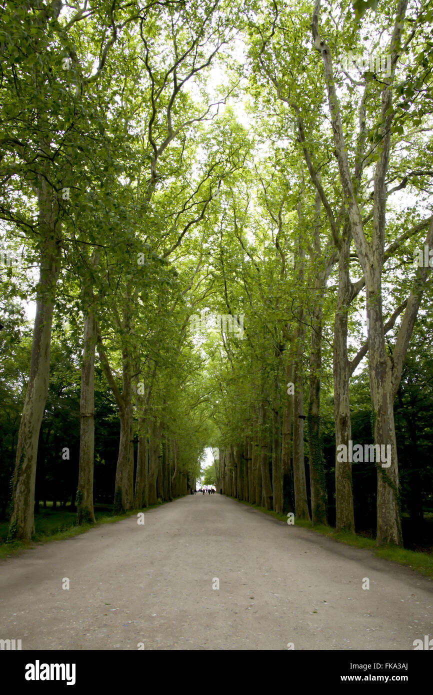 Mall trees of Chenonceau Castle - also known as Castle of Seven ...