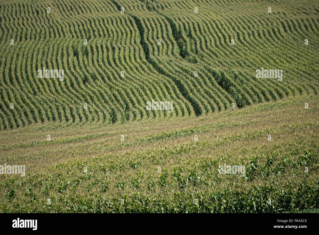Corn plantation hi-res stock photography and images - Alamy
