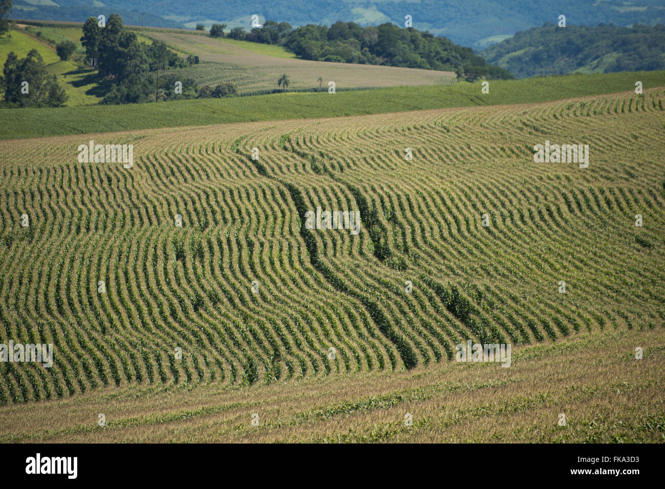 Corn plantation hi-res stock photography and images - Alamy