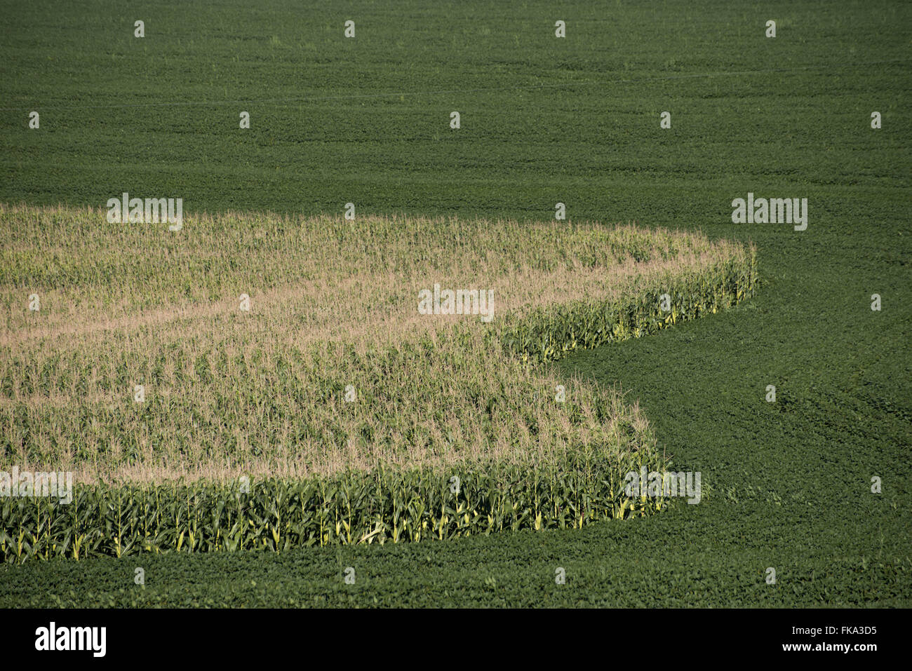 Plantation of soybeans and corn in the countryside - rotation of crops ...