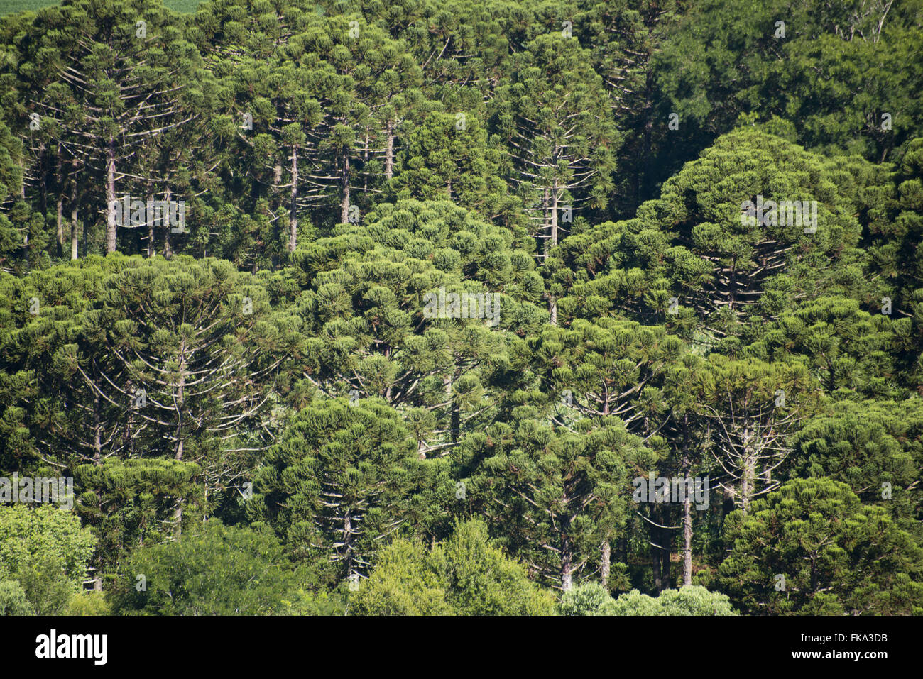 Araucaria hi-res stock photography and images - Alamy