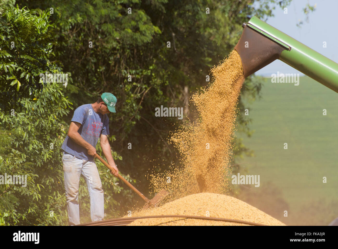 Rural worker straightens the discharge of soy in grain harvester truck ...