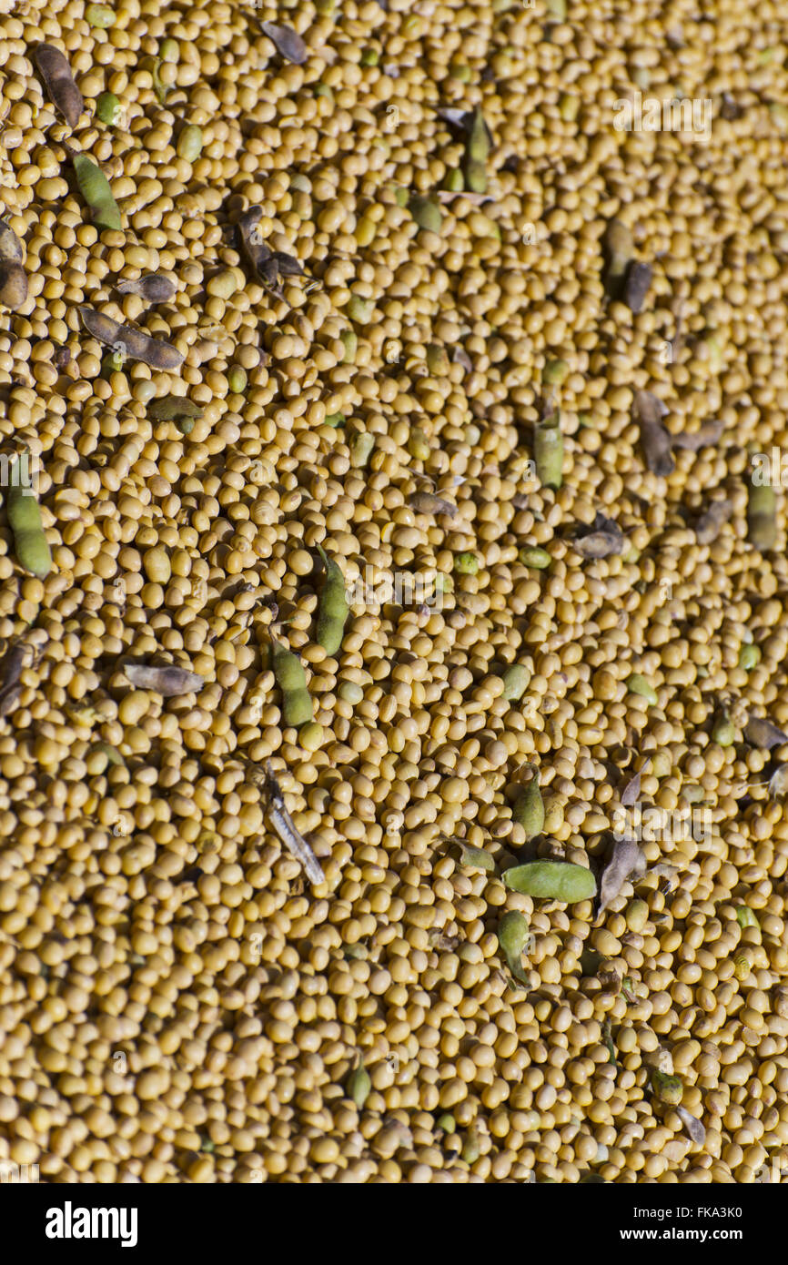 Soybeans into a grain truck body in a rural area Stock Photo - Alamy