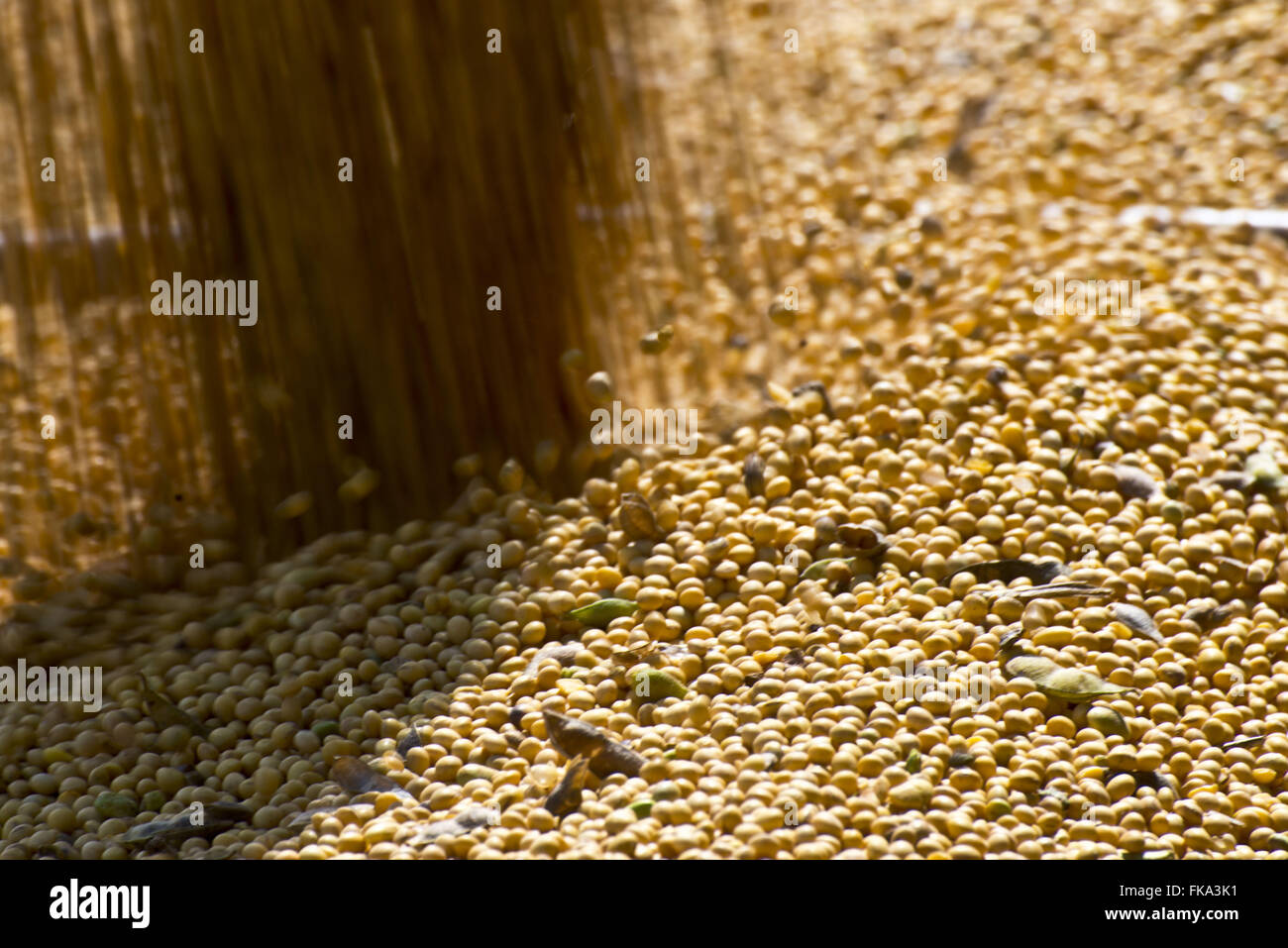 Soybeans hi-res stock photography and images - Alamy