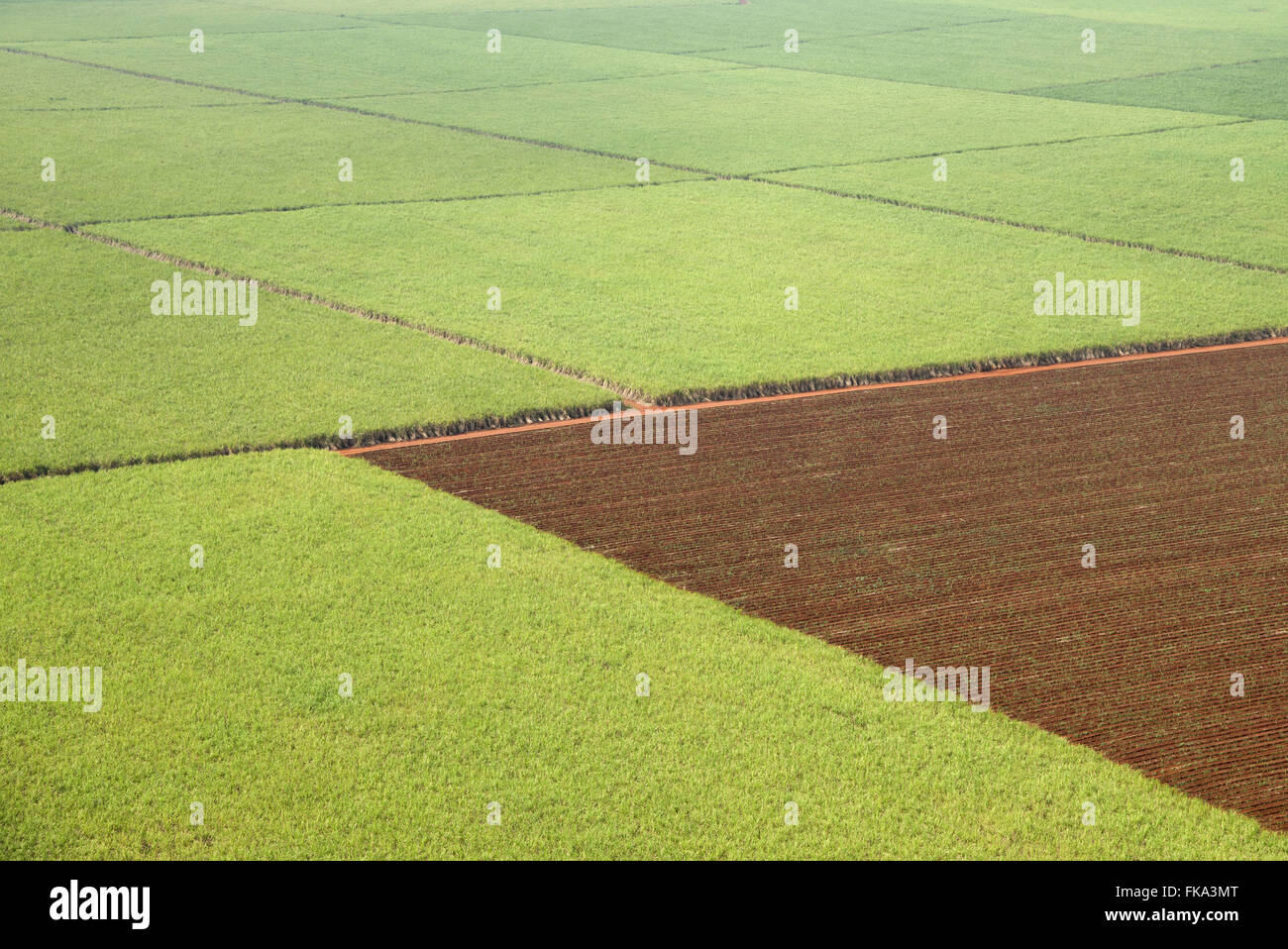 Aerial sugar cane plantation hi-res stock photography and images - Alamy